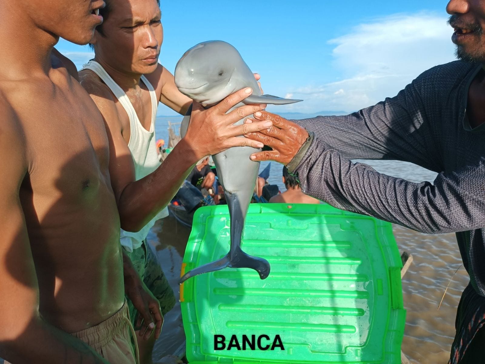 Unsettled Waters: Irrawaddy Dolphins Caught in the Crossfire - Visual ...